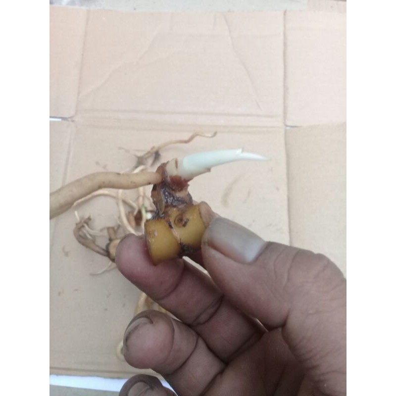 Jual aglonema bigroy (bogol 1 mata tunas) | Shopee Indonesia