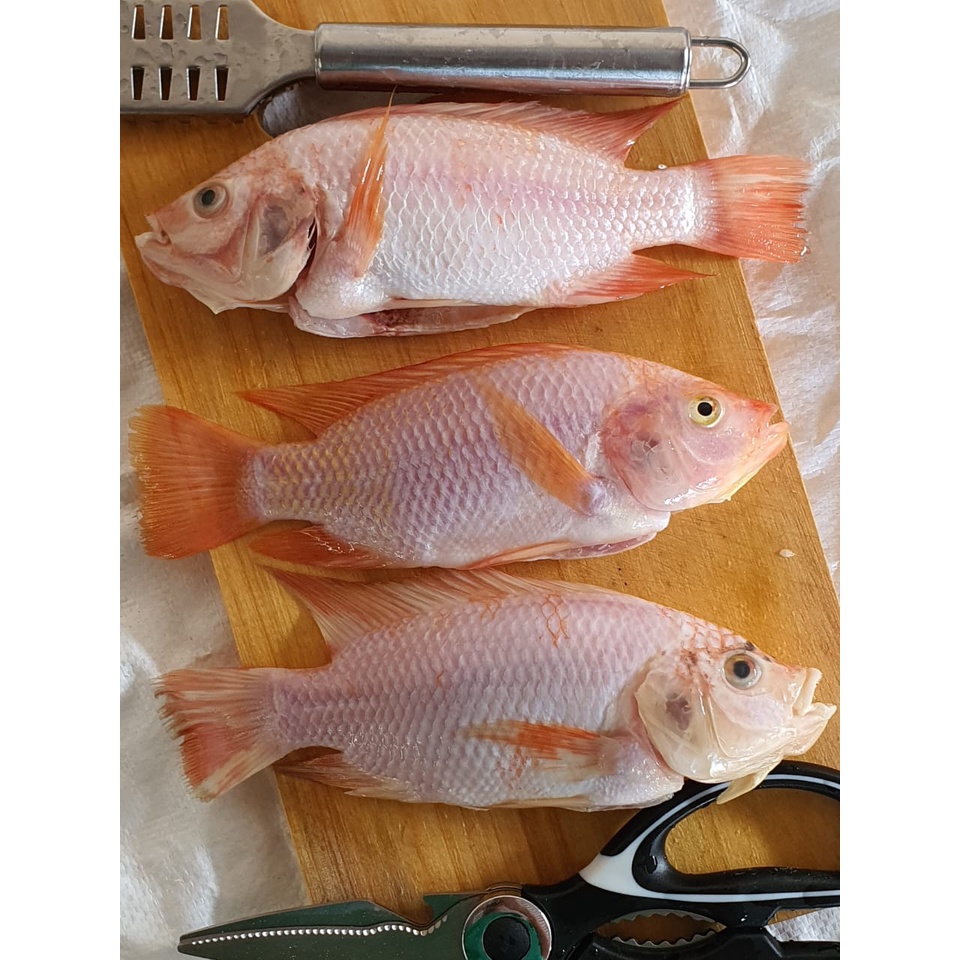 Jual Ikan Nila Merah & Nila Hitam/Mujaer Utuh BERSIH Fresh 1Kg ...