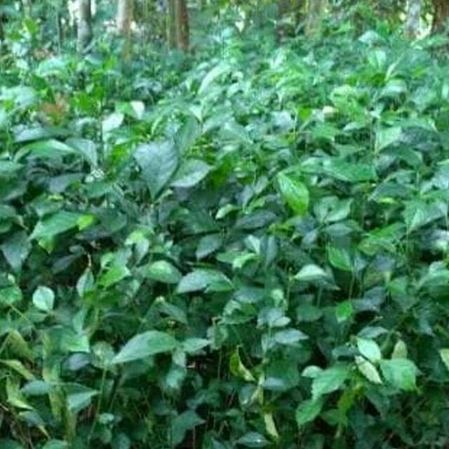 Jual Tanaman hias pagar teh tetehan | Shopee Indonesia