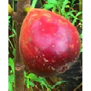 Jual Good Quality !! Jual Bibit pohon Tin ara fig Red Israel 6 bulan ...