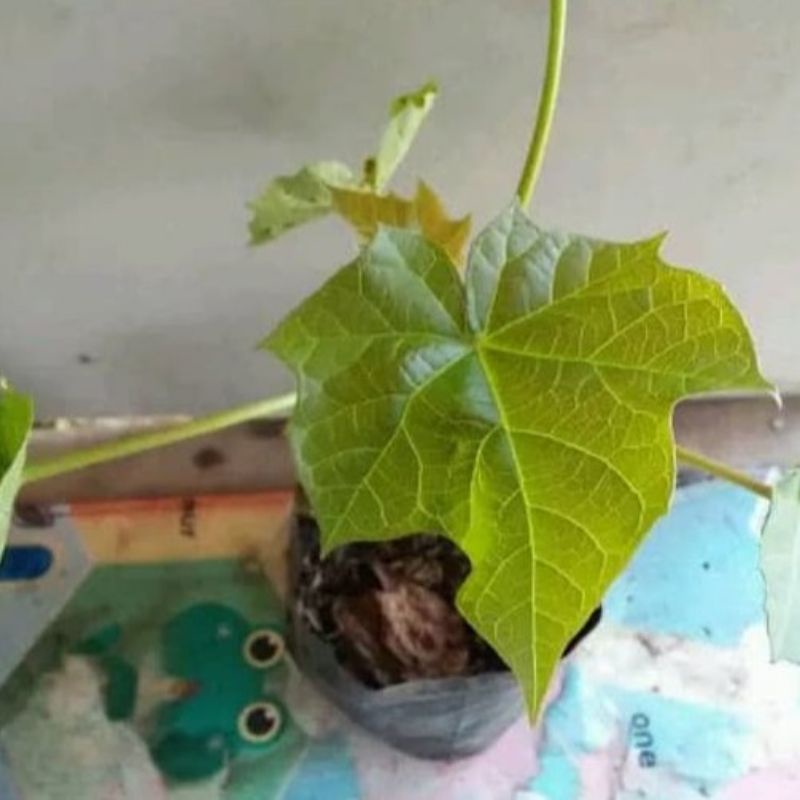 Jual bibit pohon jarak pagar/tanaman jarak pagar | Shopee Indonesia