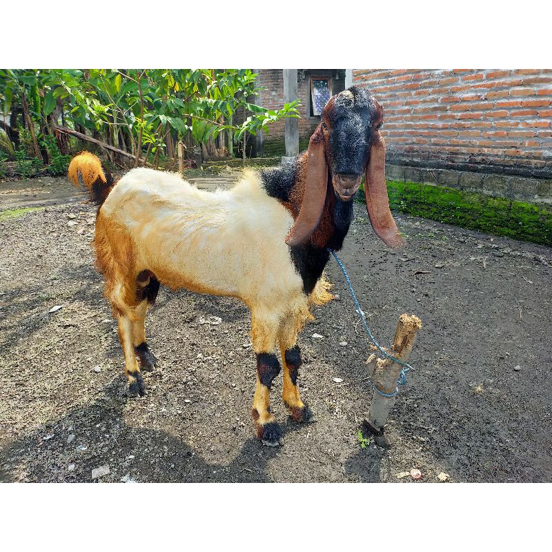 Jual kambing qurban 2023 | Shopee Indonesia
