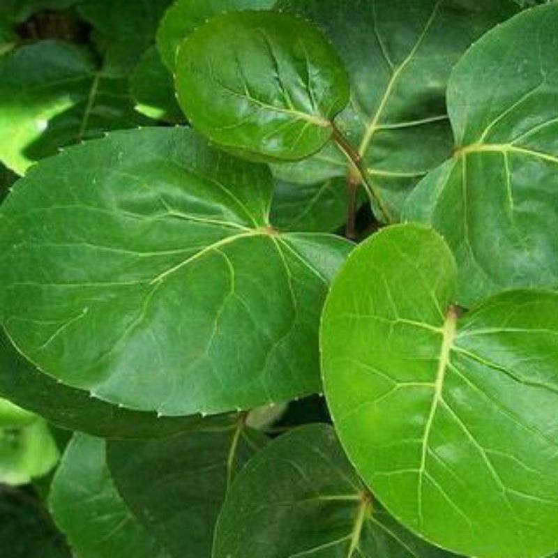 Jual 25 lembar Daun Mangkokan Segar Herbal Rambut Rontok Dan Anti Botak ...