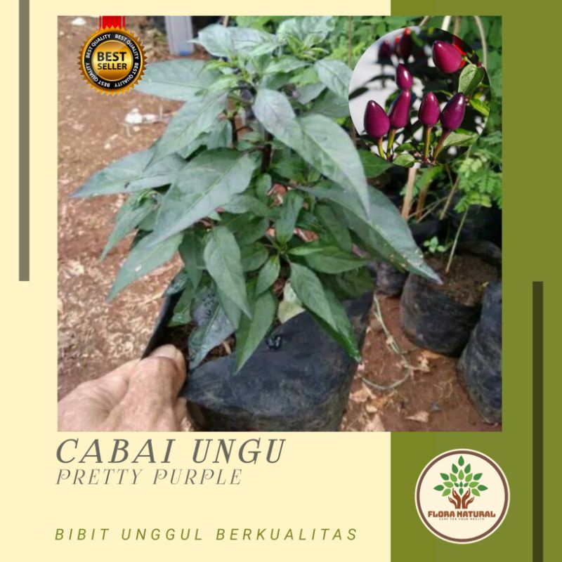 Jual Bibit tanaman cabai ungu Pohon cabe ungu | Shopee Indonesia