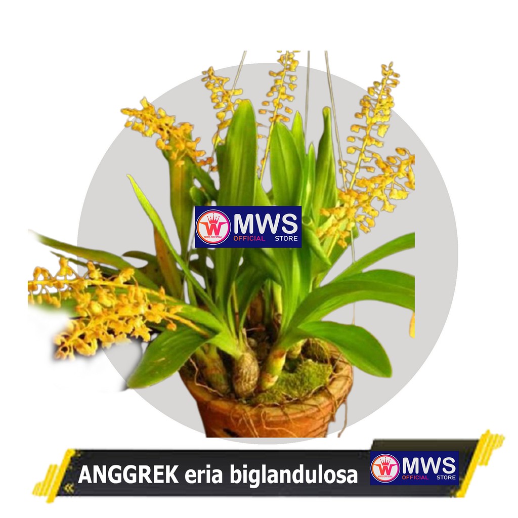Jual ANGGREK ERIA biglandulosa DEWASA SUDAH BERBUNGA ( MWS OFFICIAL ...