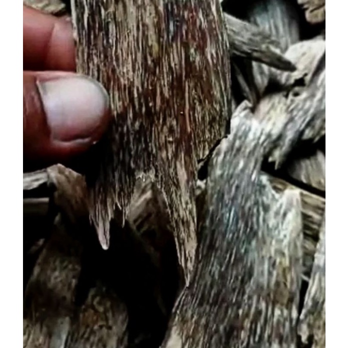 Jual KAYU GAHARU KALIMANTAN ASLI / 1kg | Bukhur | Oud | Agarwood ...