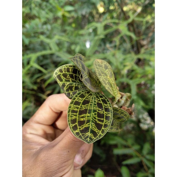 Jual Jewel Orchid Macodes Petola (Anggrek Permata) | Shopee Indonesia