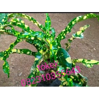 Jual bunga tokek Harga Terbaik & Termurah April 2024 | Shopee Indonesia