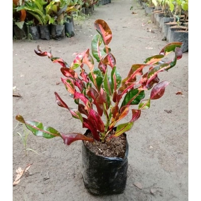 Jual NEW Tanaman Hias Puring Bor Merah & Hijau / Pohon Puring Kriwil ...