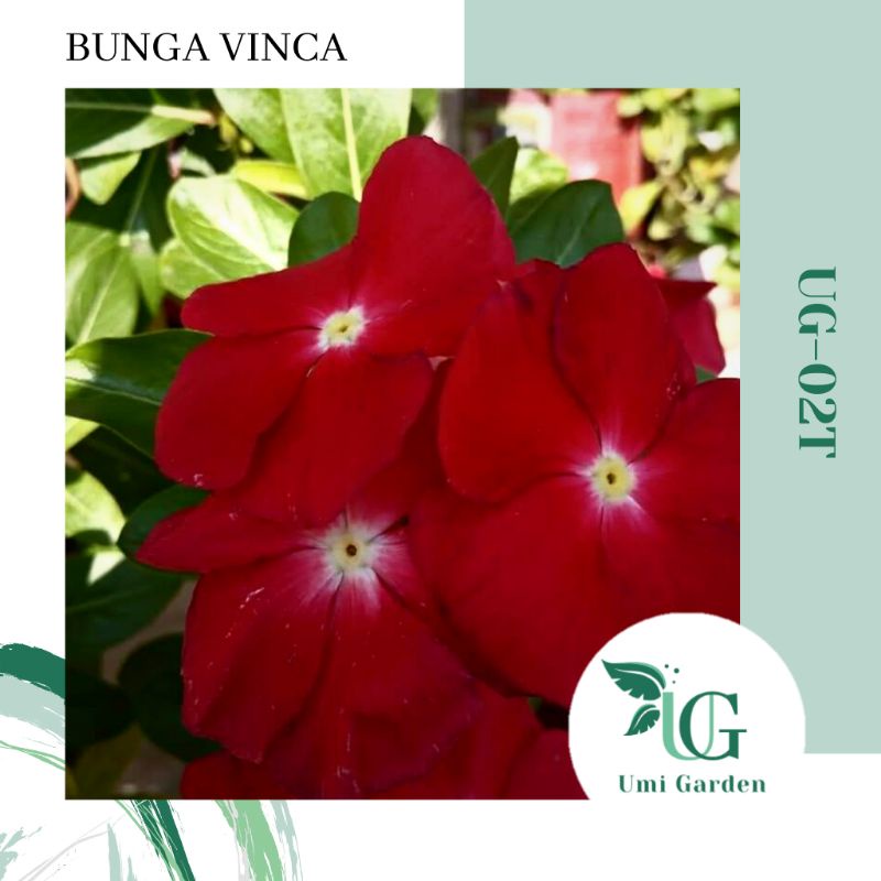 Jual 15 Biji Benih Bunga Vinca Tapak Dara Merah | Shopee Indonesia