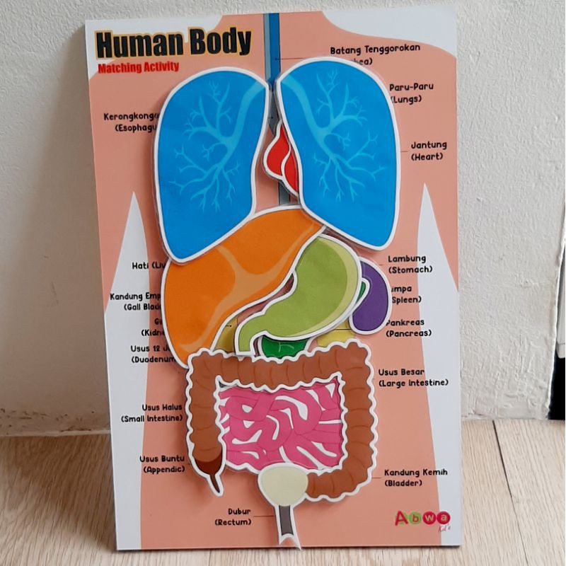 Jual Abwakids Human Body Mainan Montessori Belajar Organ Dalam Edukasi ...