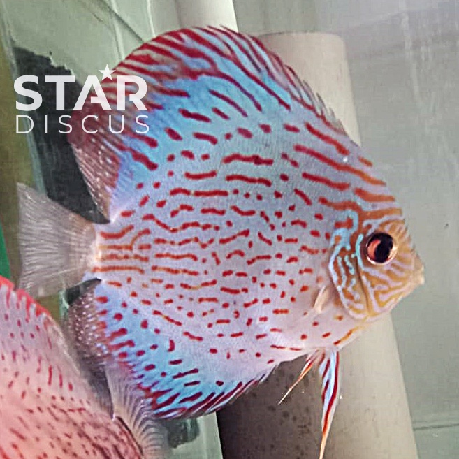 Jual Discus Red Royal Blue 4 inch (-) betina | Shopee Indonesia