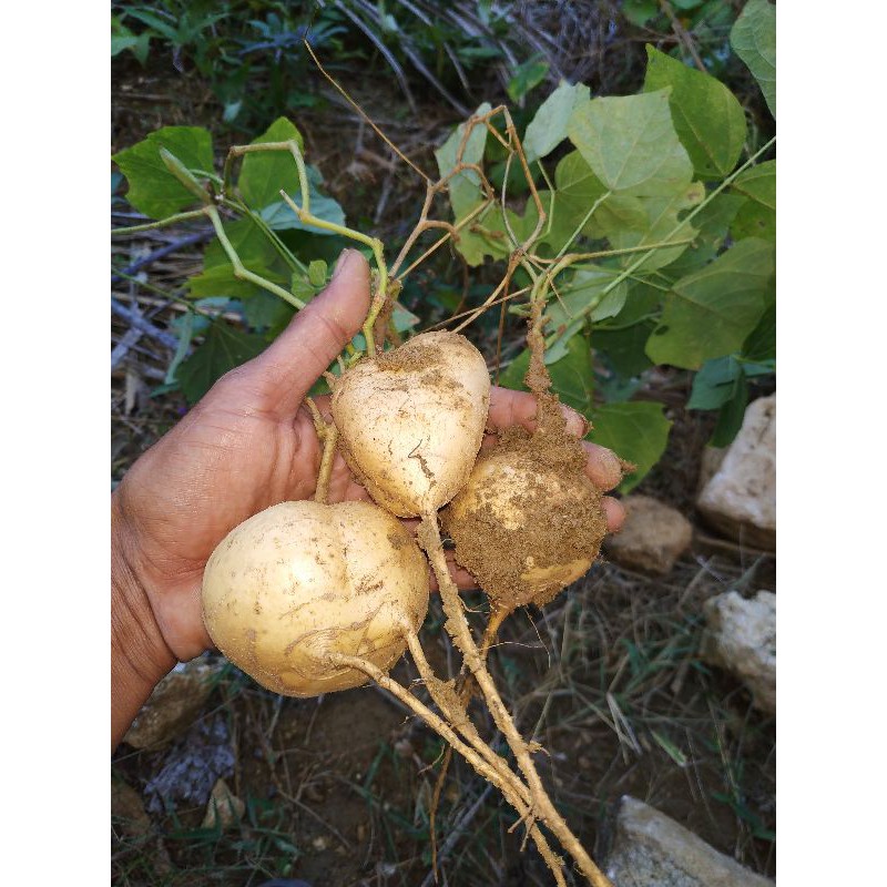 Jual Bibit Bengkoang Varietas Genjah 4 Bulan Panen, pakan lebah, Umbi ...