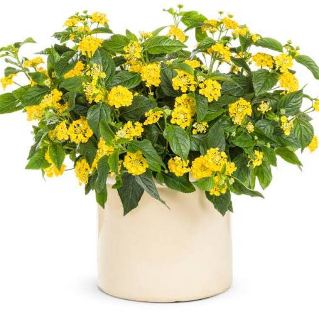 Jual Tanaman Hias Lantana Camara Bunga Kuning / Sailara | Shopee Indonesia