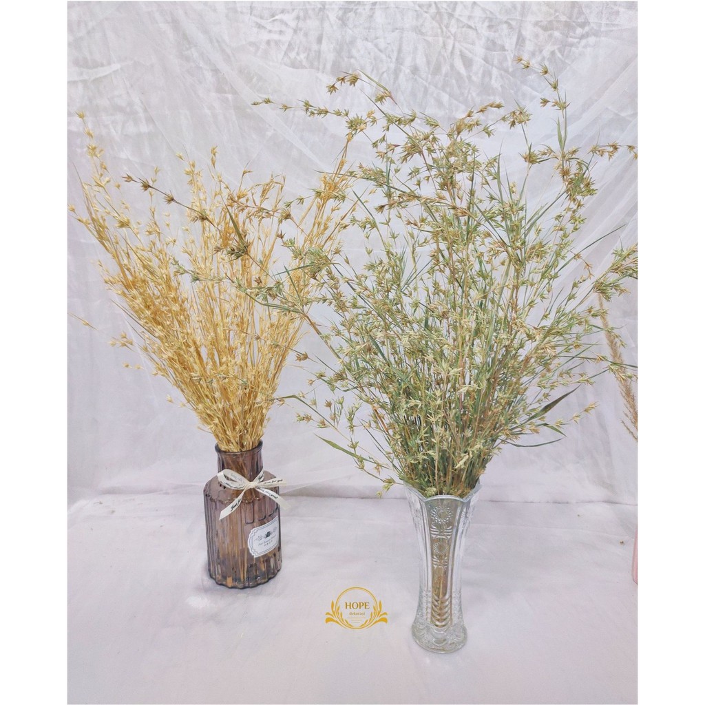 Jual Bunga Kering Rustic Grass (bunga kering dekorasi) Bunga Aesthetic ...