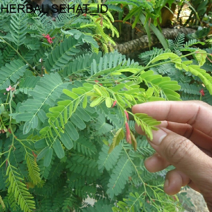 Jual DAUN ASAM JAWA KERING 100 GRAM - Tamarindus Indic - MURNI - JSR ...