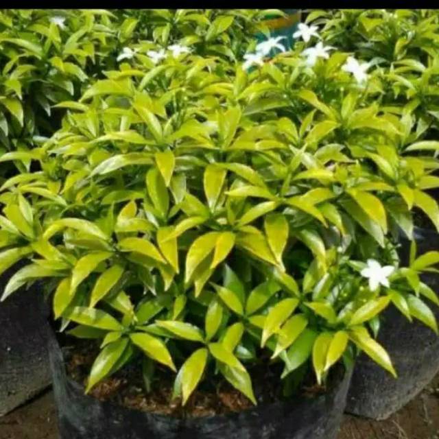 Jual Tanaman hias rambusa mini golden | Shopee Indonesia