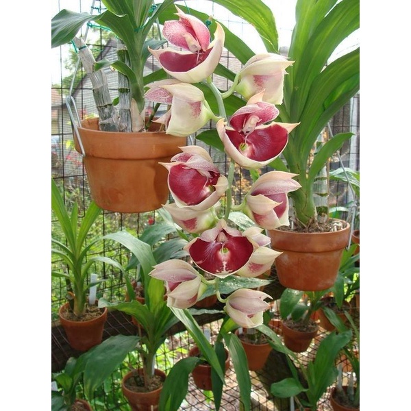 Jual Anggrek eria white red purple ( dewasa ) | Shopee Indonesia