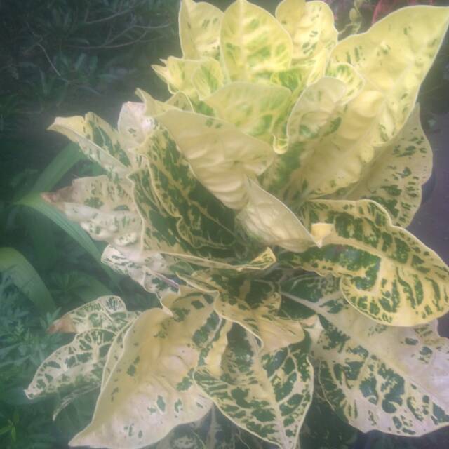 Jual Bibit Tanaman Bunga puring kura Kuning | Shopee Indonesia