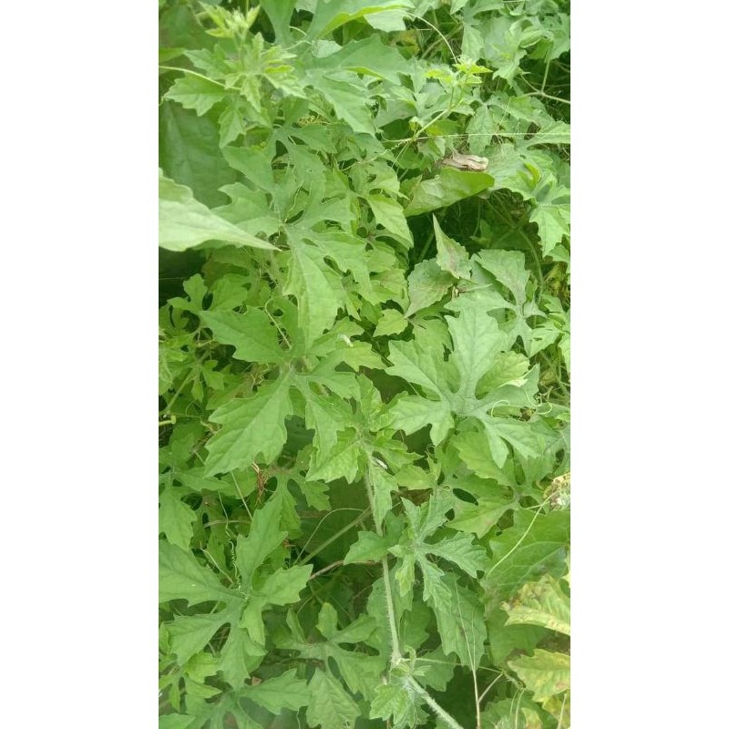 Jual Daun Pare Hutan segar Per 500 gram | Shopee Indonesia