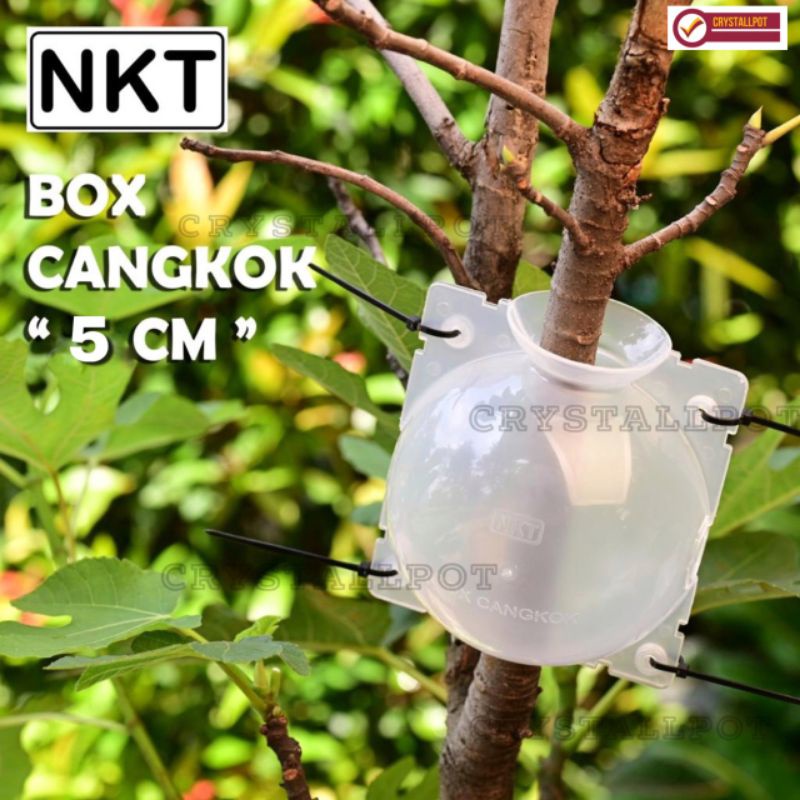 Jual Tempat pot wadah nkt box media cangkok 5 cm bening - SATUAN MINI ...