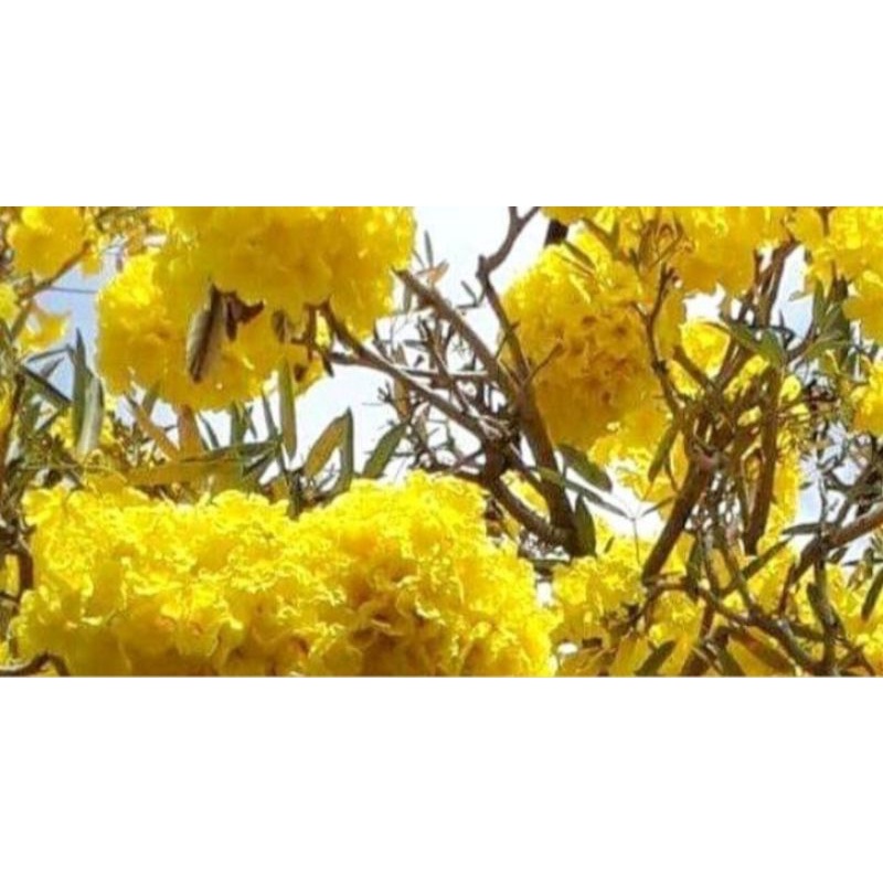 Jual pohon peneduh tabebuya bunga kuning tinggi 1 meter | Shopee Indonesia