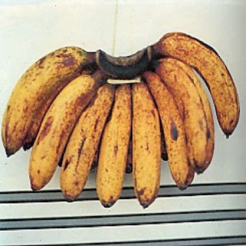 Jual pisang susu per 1 sisir | Shopee Indonesia