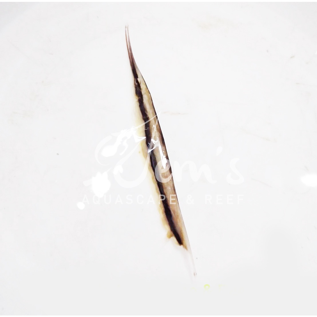 Jual Ikan Air Laut Piso Piso (Shrimpfish) | Shopee Indonesia