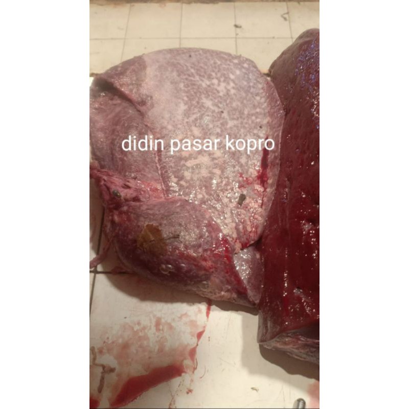 Jual limpa sapi | Shopee Indonesia