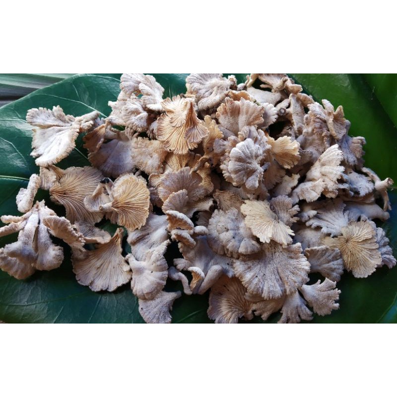 Jual jamur grigit/krikit | Shopee Indonesia