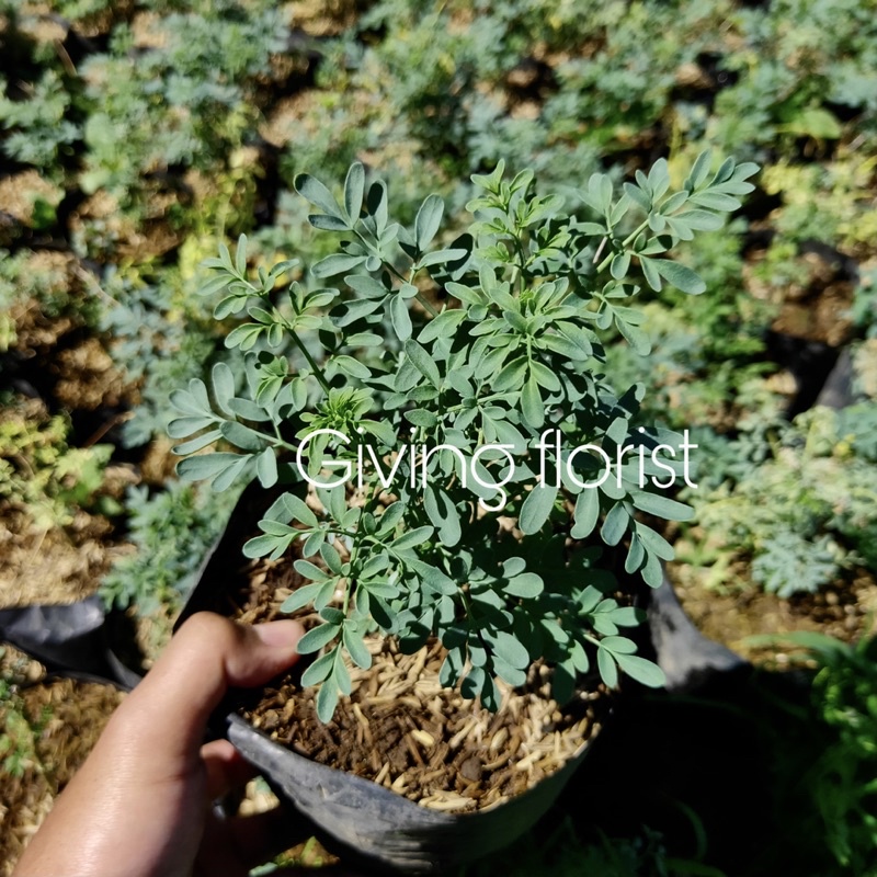 Jual Tanaman Toga Herbal Daun Inggu / Rue Ruta Sp | Shopee Indonesia