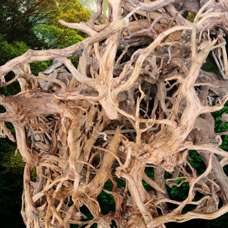 Jual AKAR RASAMALA SIZE S M L AQUASCAPE AQUARIUM | Shopee Indonesia