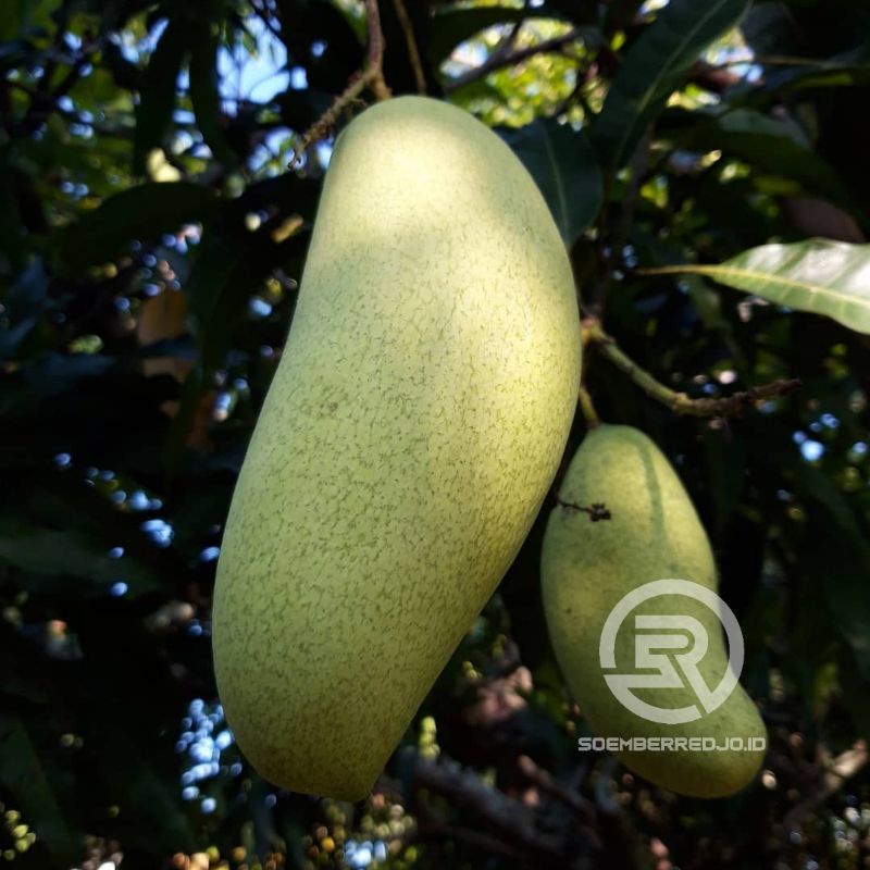 Jual Bibit Mangga Golek Madu India | Shopee Indonesia