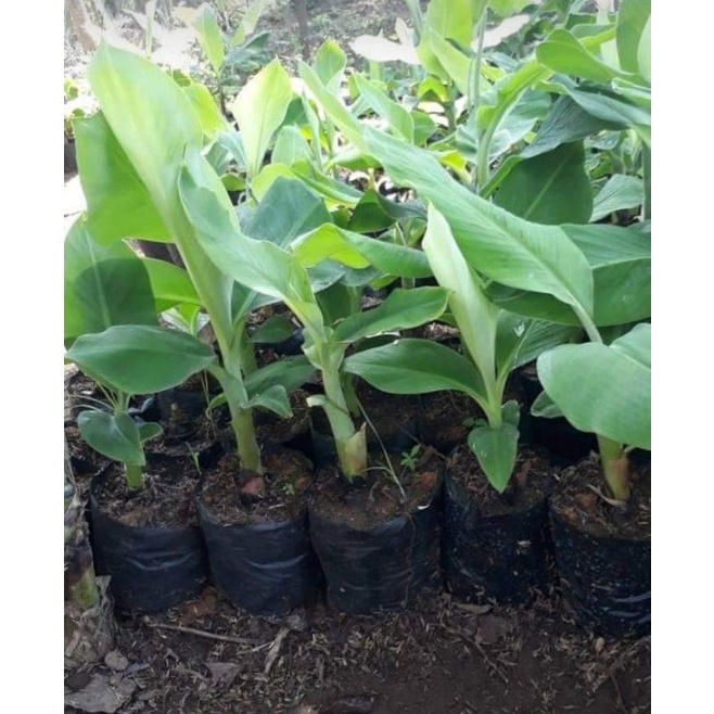 Jual Bibit pisang raja sajen full akar siap tanam beli sekali panen ...