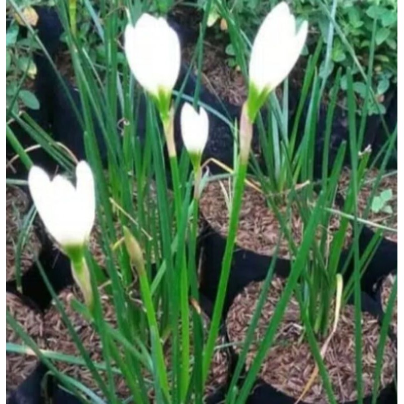 Jual Tanaman hias kucai bunga putih | Shopee Indonesia