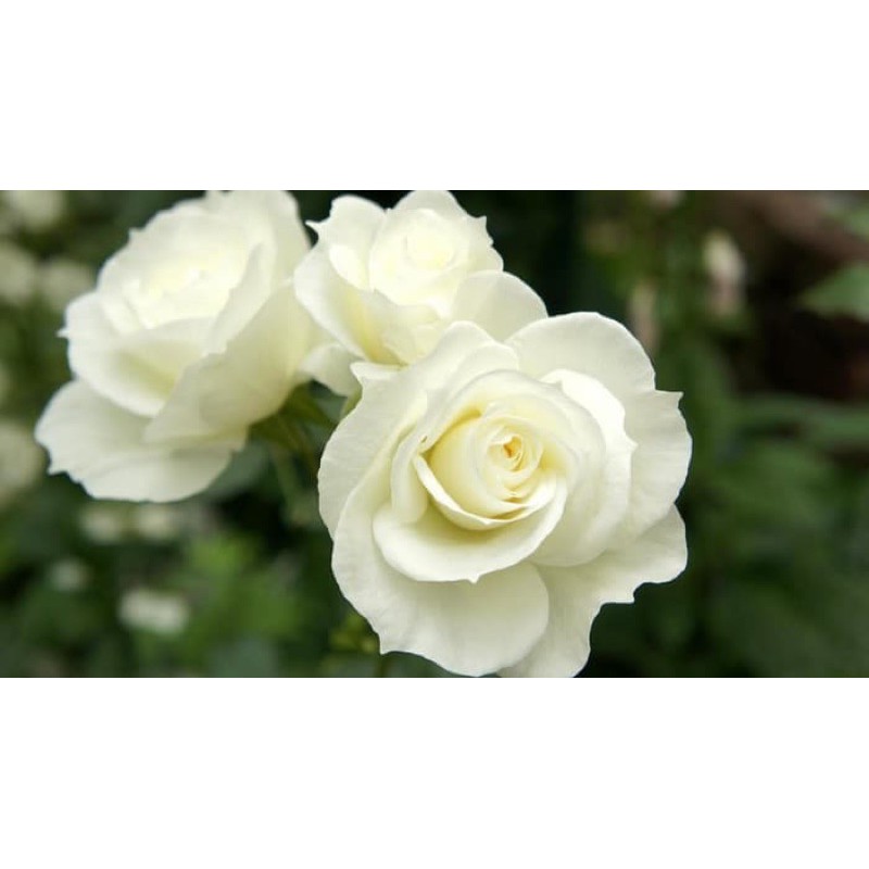 Jual DELIVERY NOW/ Jual Bunga ASLI BATANGAN/BUNGA SEGAR Potong/Fresh ...