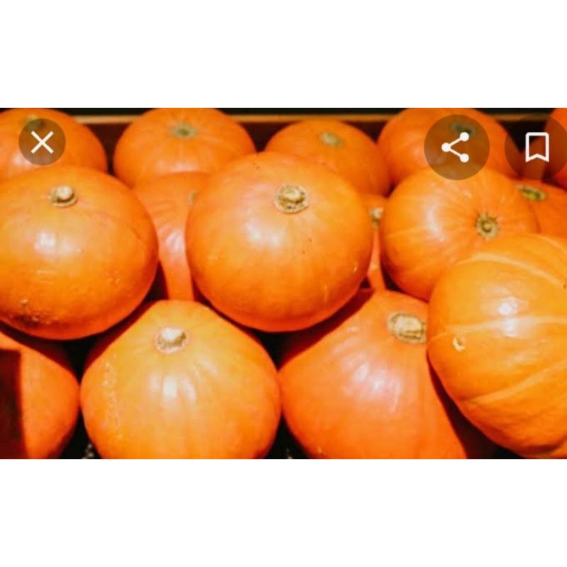 Jual kabocha orange dan kabucha ijo /labu jepang berat 1kg | Shopee ...