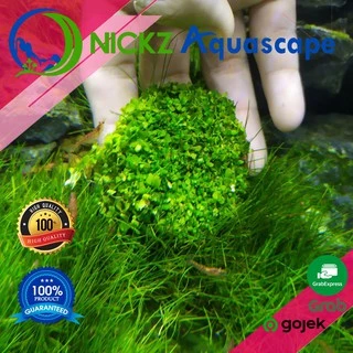 Produk Nickz aquascape | Shopee Indonesia