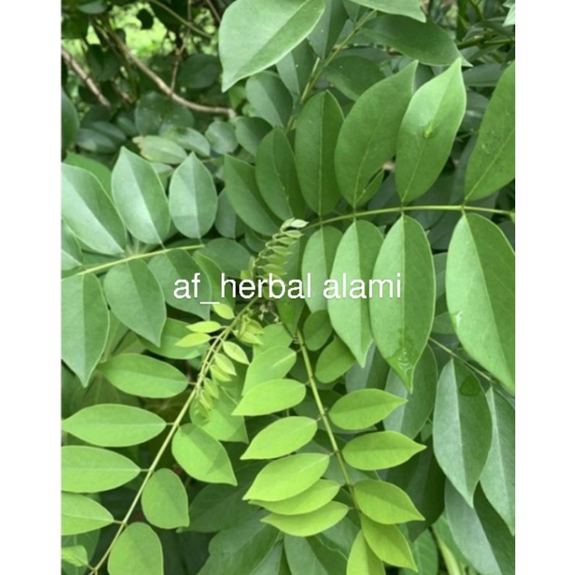 Jual daun pohon gamal 1kg | Shopee Indonesia