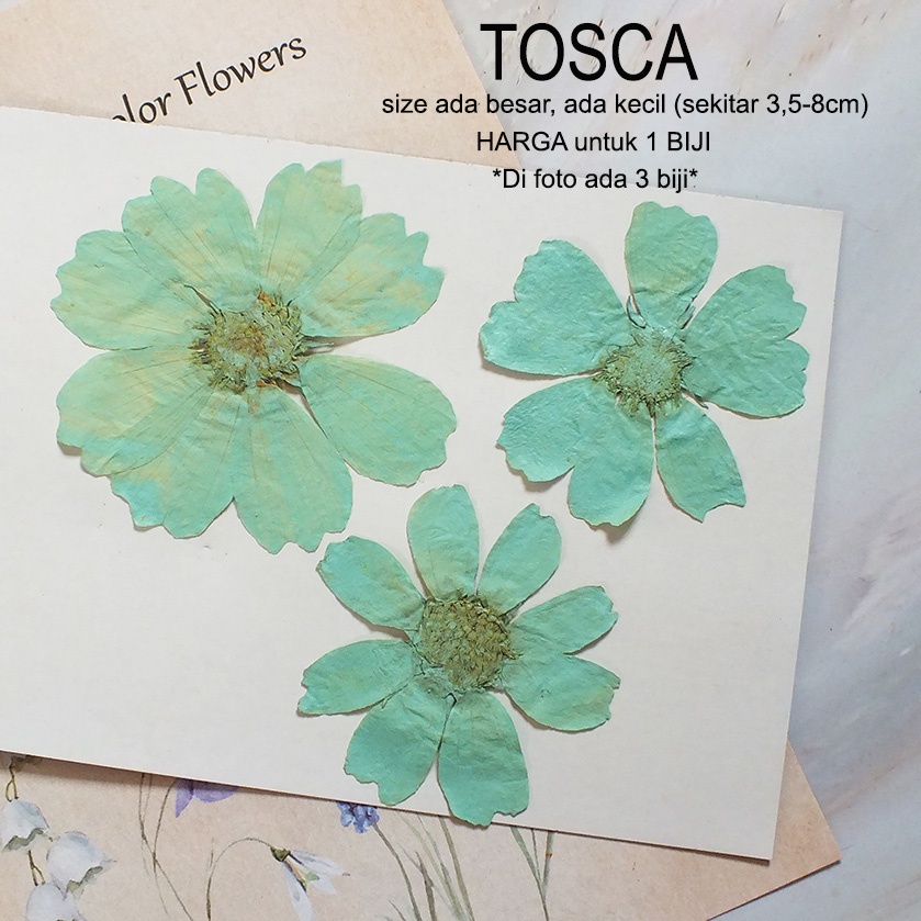 Jual Bunga Kering Cosmos Bunga Gesang Warna-Warni Dried Pressed Flower ...