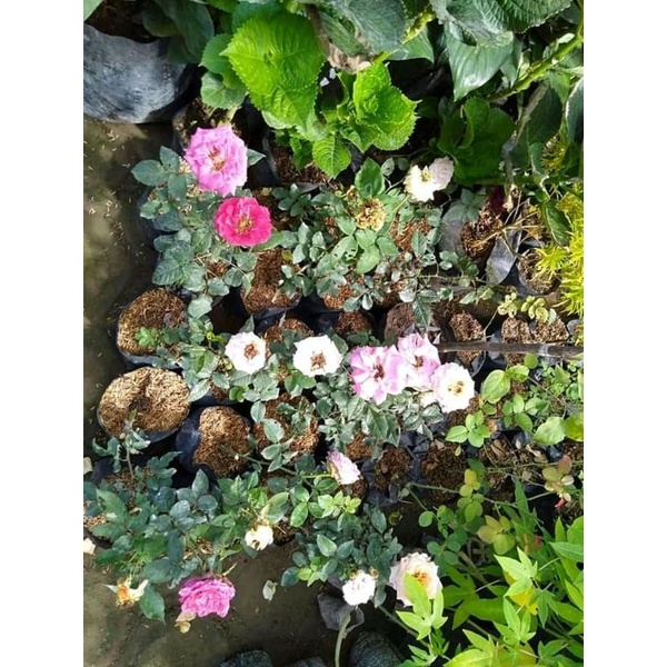 Jual Bibit Bunga Mawar | Shopee Indonesia