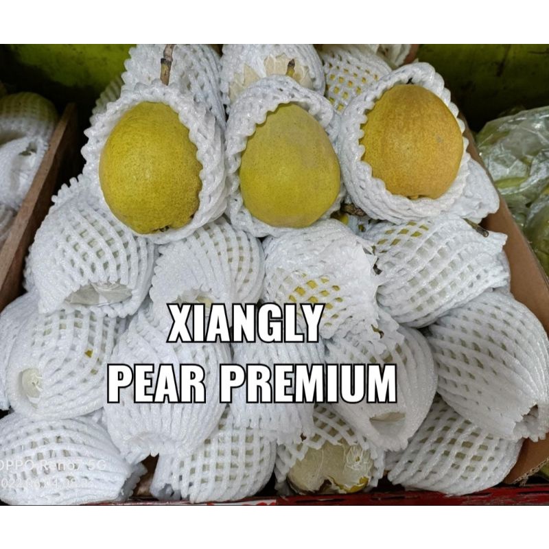 Jual pear xiangly 1kg | Shopee Indonesia