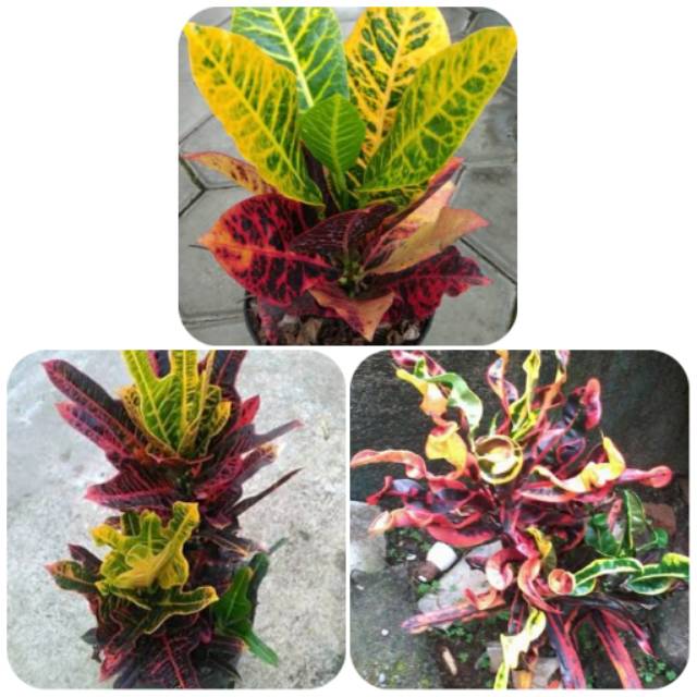 Jual Paket hemat 3 jenis tanaman daun puring ( bor , worten beauty ...