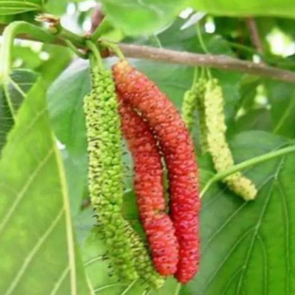 Jual Bu Tani Bibit - Stek batang long murbey / murbei jumbo impor (20 ...