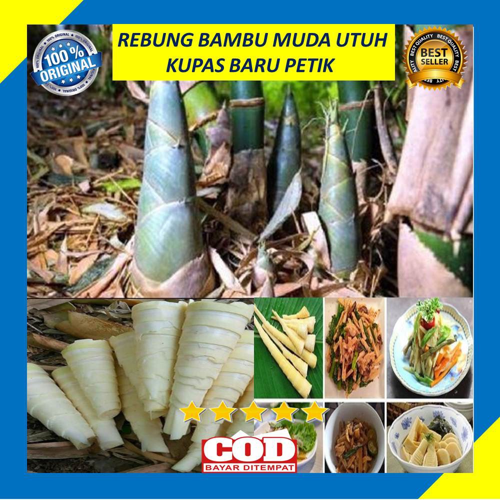 Jual Rebung Bambu Muda 500 Gram Sayur Kupas Utuh Segar Baru Petik ...