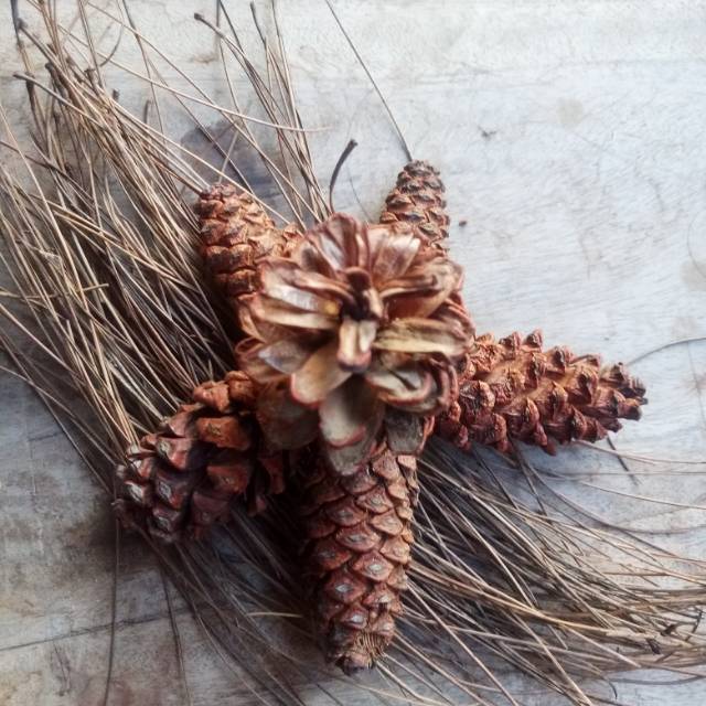 Jual Bunga pinus strobilus | Shopee Indonesia