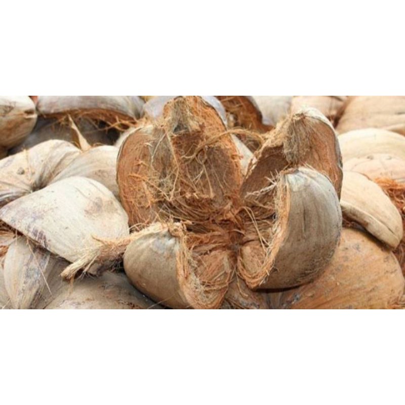 Jual sabut kelapa 2 butir | seperti di foto | | media tanaman anggrek ...