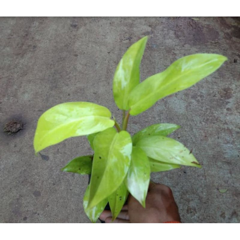 Jual pohon sirih gading centong | Shopee Indonesia