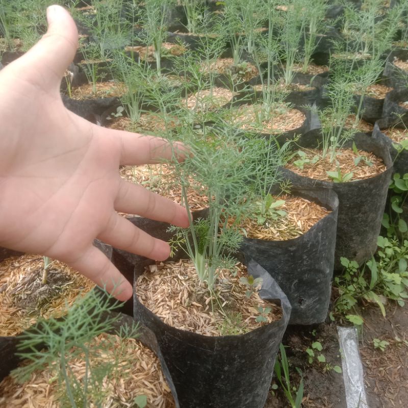 Jual daun dill daun dile daun deal daun adas@ | Shopee Indonesia