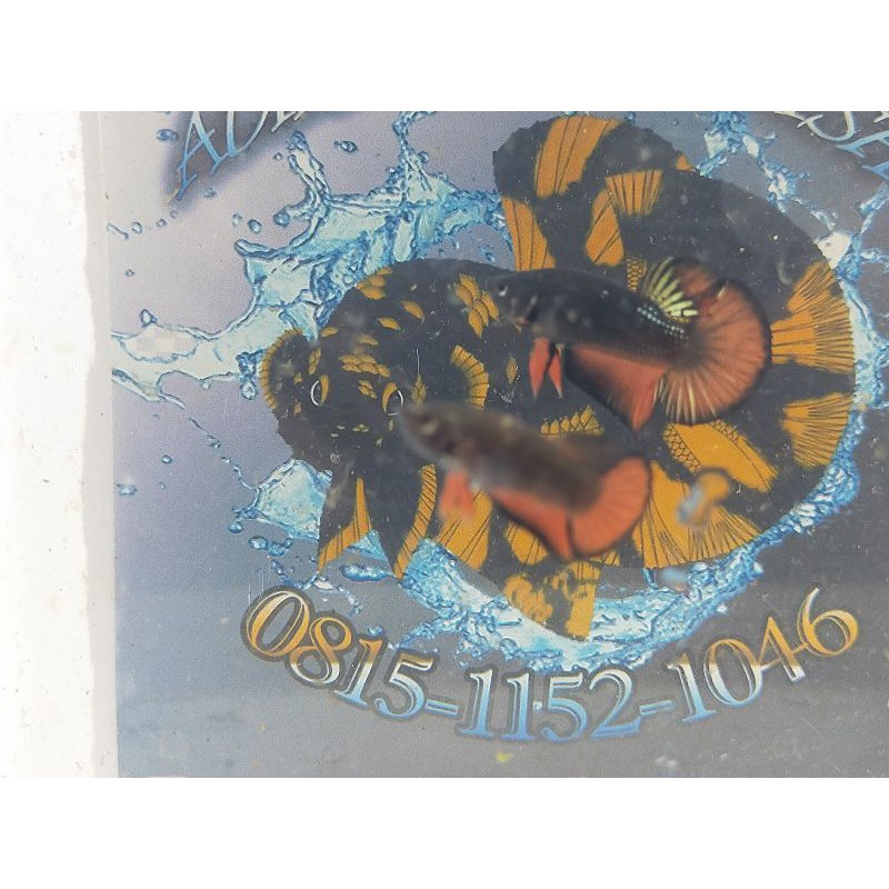 Jual BAHAN AVATAR COOPER | Shopee Indonesia